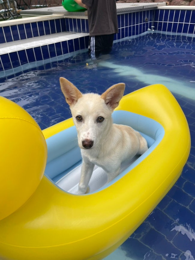 경북 김천 애견 동반 숙소, 오색애견펜션 : 네이버 블로그