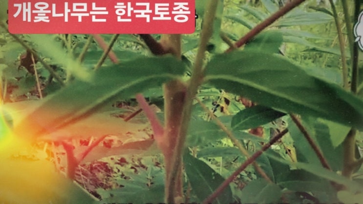 개옻나무 10가지효능 추천 7가지 활용방법 부작용 건강전도사 총정리 네이버 블로그