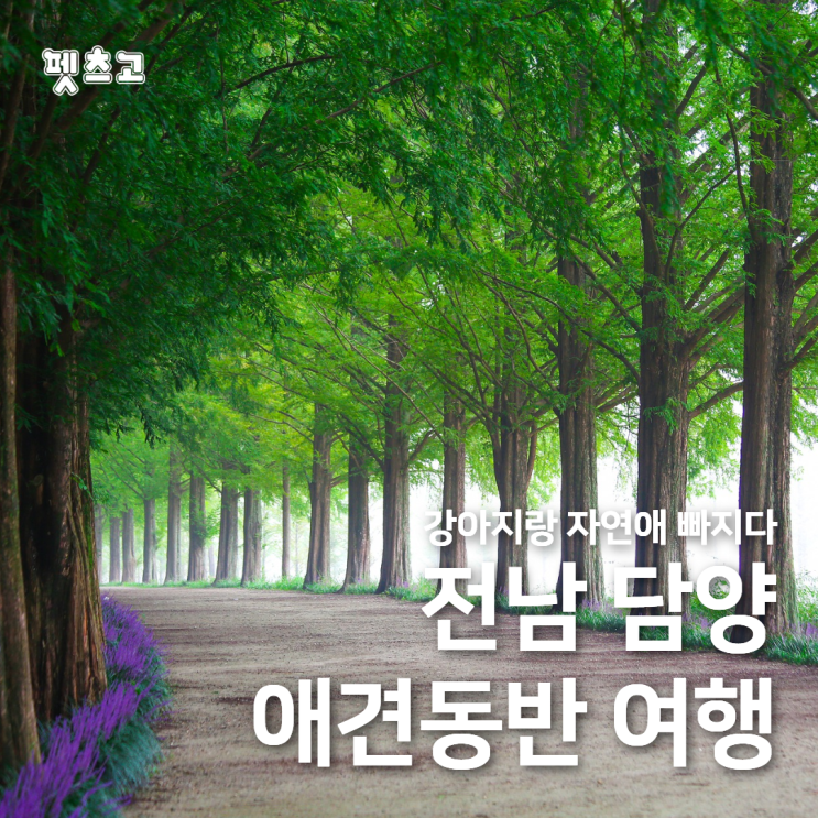 담양 애견동반 여행 강아지랑 죽녹원관방제림메타세콰이어길메타프로방스 네이버 블로그