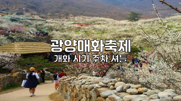 광양 매화마을 2024 광양 매화축제 시기 실시간 개화 주차 셔틀 버스 네이버 블로그