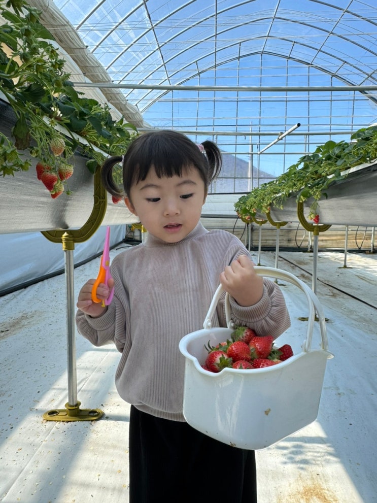 [창원 딸기체험] 동읍 아이랑 가기 좋은 창원농부 딸기농장 네이버 블로그