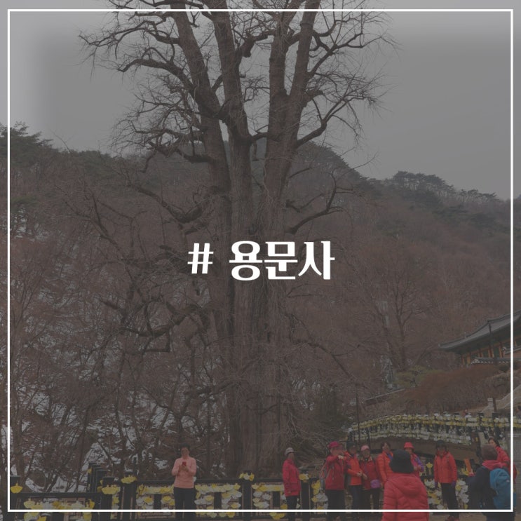 경기도 양평 여행 가볼만한곳 용문산 용문사 주차 가는길 등산 은행나무 네이버 블로그