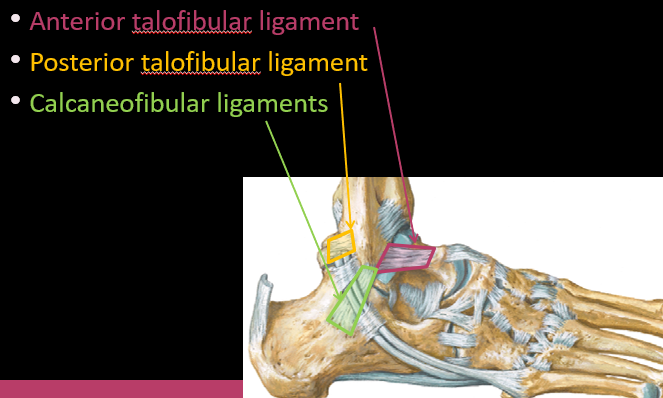[의학용어/약어] ATFL, CFL, PTFL - 발목 관련 약어 : 네이버 블로그