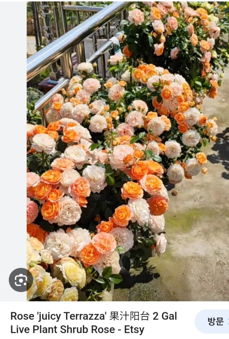 쥬시한 테라자 로즈juicy terrazza rose : 네이버 블로그