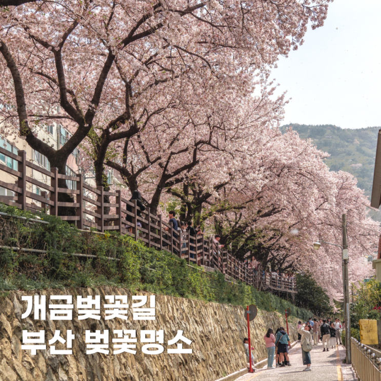부산 개금벚꽃길 인생 벚꽃 명소 2024 부산 벚꽃 개화 시기 네이버 블로그
