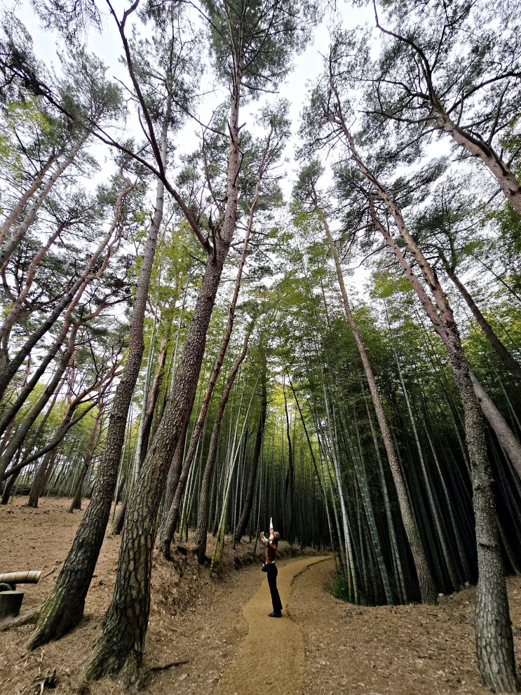 부산 아이와 가볼만한곳 기장 여행 코스 철마 아홉산숲 대나무숲 주차장 데이트코스 기와집 자연미 가득한 힐링 장소 여기