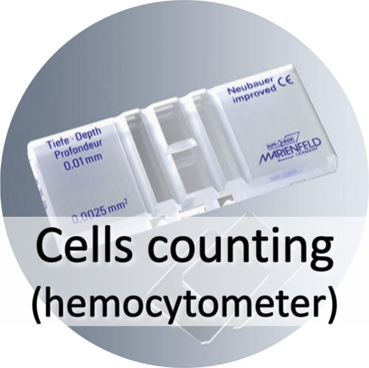 cell counting / hemocytometer사용법, 세포 계산법 : 네이버 블로그