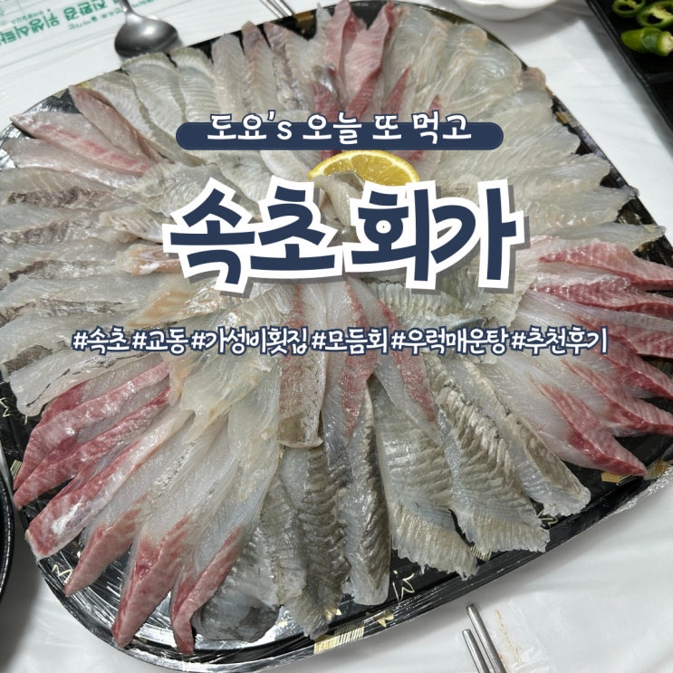 속초맛집 속초 교동 모듬회와 우럭 매운탕 가성비 횟집 회가별미 회덮밥 물회 포장 네이버 블로그