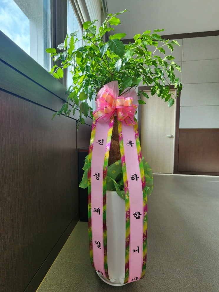 대구 개업화분 식당개업화분카페개업화분학원개업화분병원개업화분사계절플라워대구화분대구태전동꽃집매천동꽃집동천동꽃집