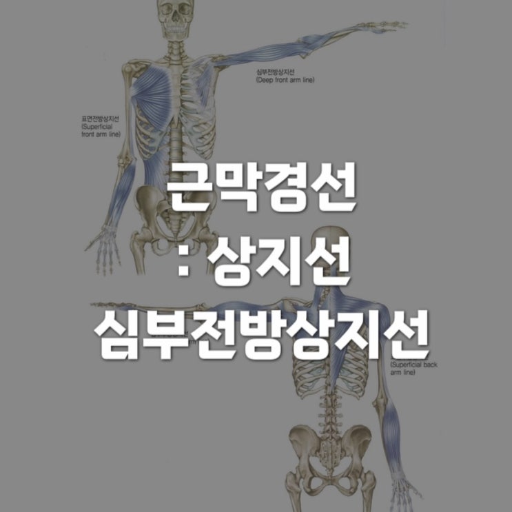 근막경선해부학 : 상지선 (The arm lines) 1 - 심부전방상지선 : 네이버 블로그
