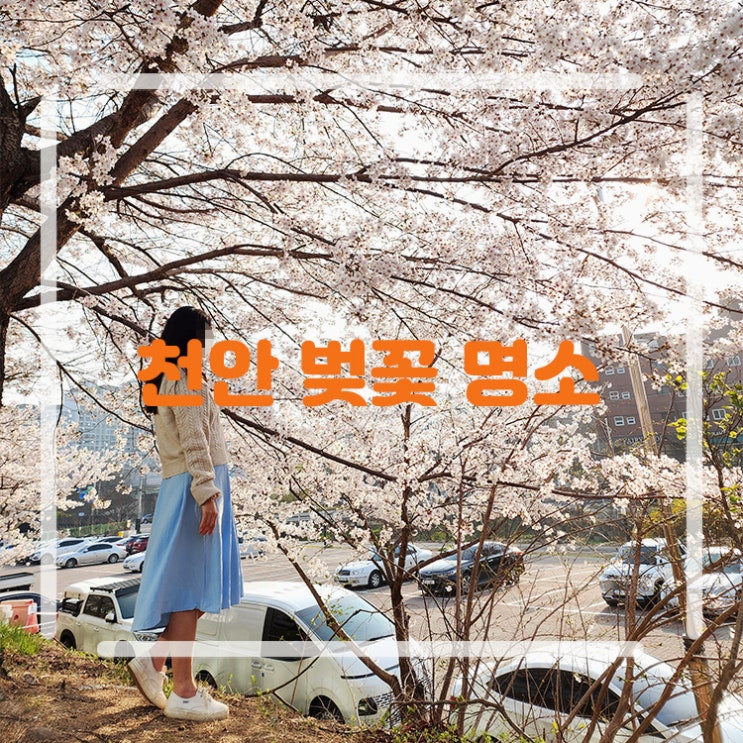 충남 천안 벚꽃 봄꽃 개화시기 겹벚꽃 명소 각원사 천호지 화수목정원 네이버 블로그