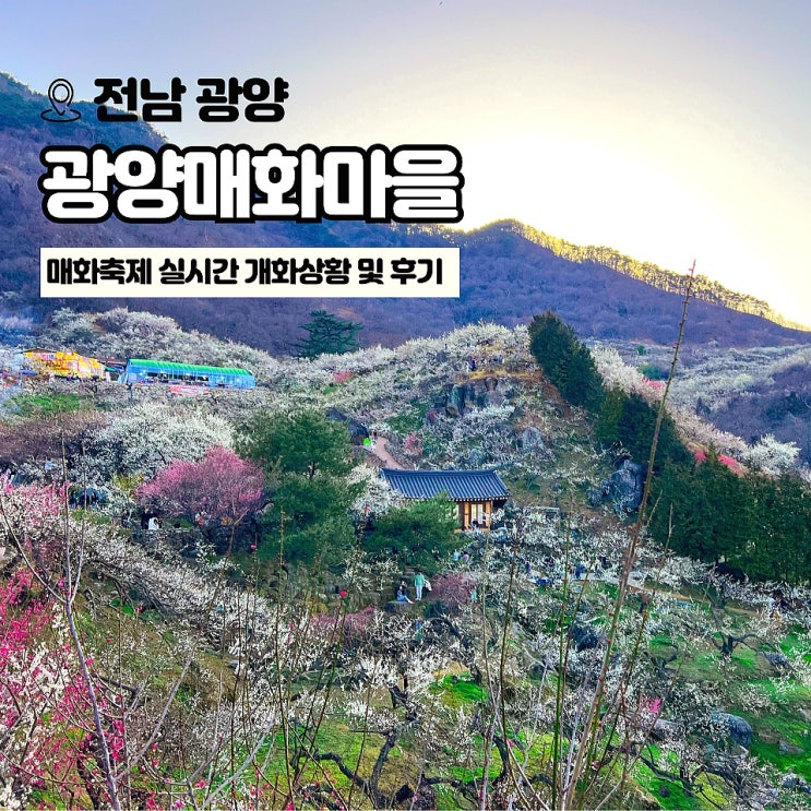 전남 광양 매화마을 꽃축제 실시간 개화 상태 및 주차장 네이버 블로그
