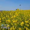 제주 서귀포 유채꽃 명소 추천 가파도 청보리 아이스크림과 유채꽃 개화현황 네이버 블로그