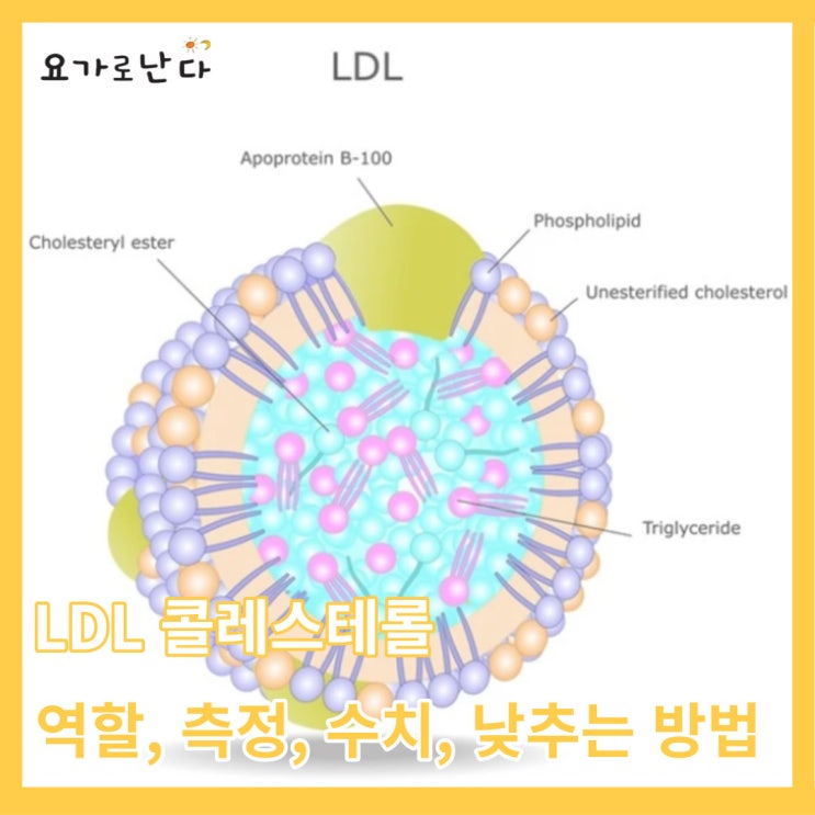 LDL 콜레스테롤(LDL cholesterol) _ LDL 콜레스테롤은 왜 나쁜 콜레스테롤이 되었을까요? _ LDL 콜레스테롤 수치 _ LDL 콜레스테롤을 낮추는 방법 ...