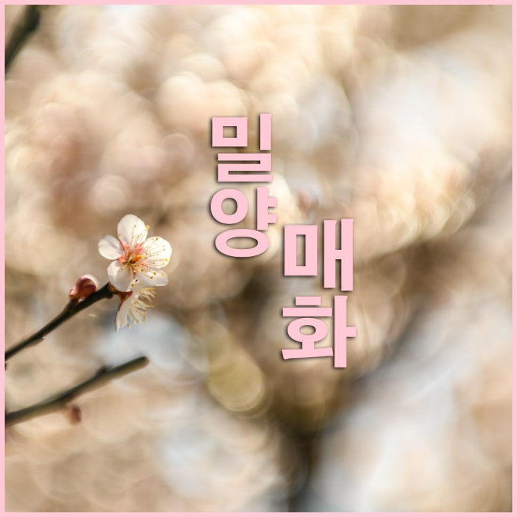 실시간 밀양향교 금시당 매화 개화상황 개화시기 밀양 봄나들이 가볼만한곳 네이버 블로그