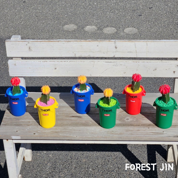부산화분배송부산개업화분서면식물서면화이트데이전포동화이트데이꽃부산식물플랜트샵 포레스트진 식물 네이버 블로그
