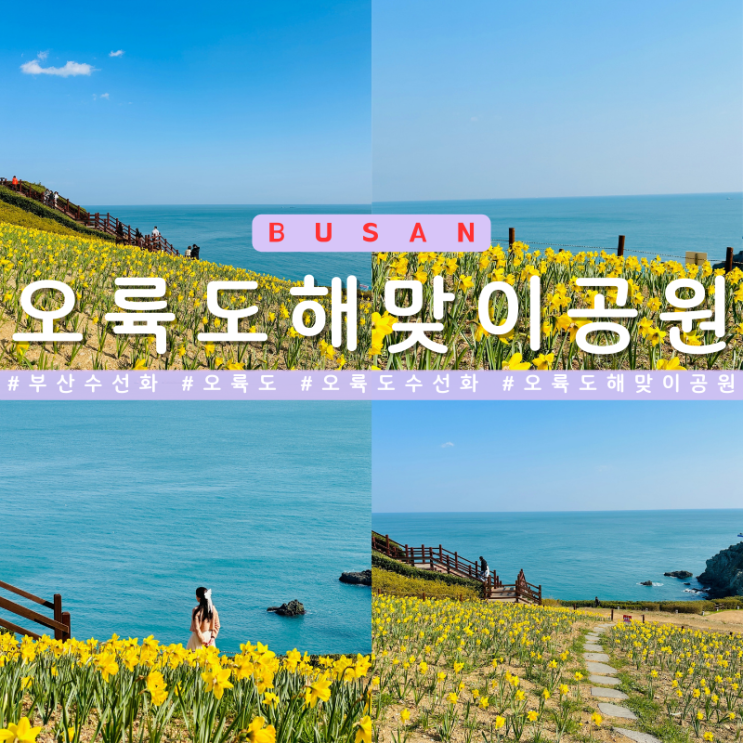 부산 오륙도 해맞이공원 수선화 실시간 개화상황 주차 오륙도스카이워크 네이버 블로그
