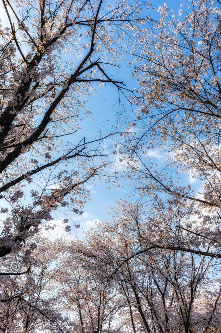 우리 동네 숨은 벚꽃명소 파주 오산리 기도원 가는법 주차장 정보 네이버 블로그