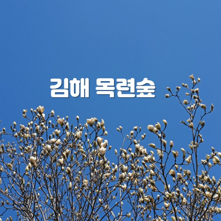 김해 목련숲 실시간 개화 및 주소 주차 만개 예상 시기 네이버 블로그