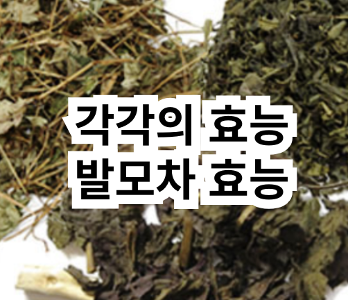 어성초 자소엽 녹차 발모차 어성초 자소엽 효능 효과 탈모 파는곳 네이버 블로그
