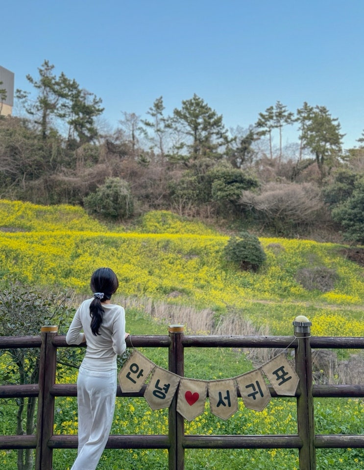 3월 제주도 가볼만한곳 제주 유채꽃명소 엉덩물계곡 개화시기 주차장 네이버 블로그