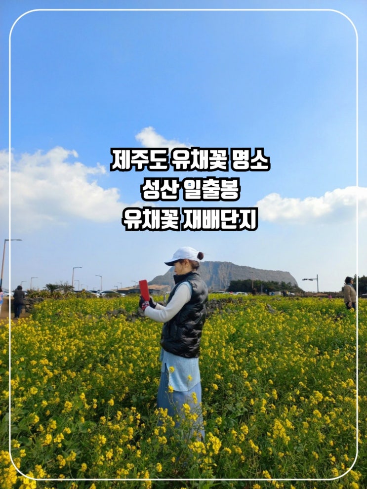 제주도 한달살기 제주도 유채꽃 명소 성산 일출봉 유채꽃 재배단지 네이버 블로그