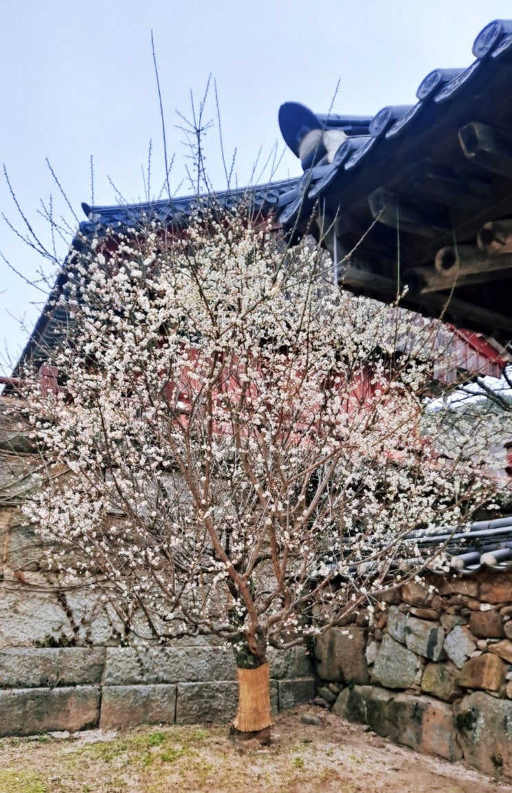 전라도 지리산 사찰 여행명소 3월 봄꽃구경 가볼만한곳 구례화엄사홍매화 아름다운 국가유산 천연기념물 화엄매 네이버 블로그