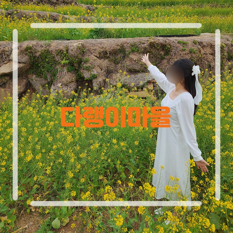 남해 다랭이마을 유채꽃 벚꽃 개화시기 유채꽃밭 기본정보 네이버 블로그