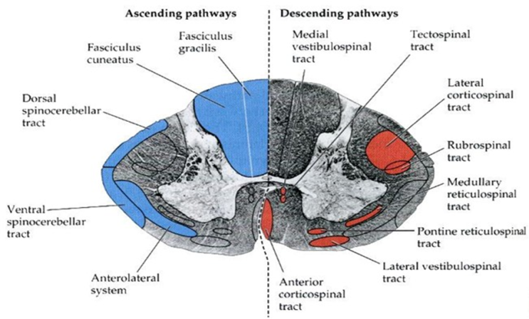 신경계 이론수업_Pyramidal and Extra-pyramidal tract (첫번째 이야기) : 네이버 블로그