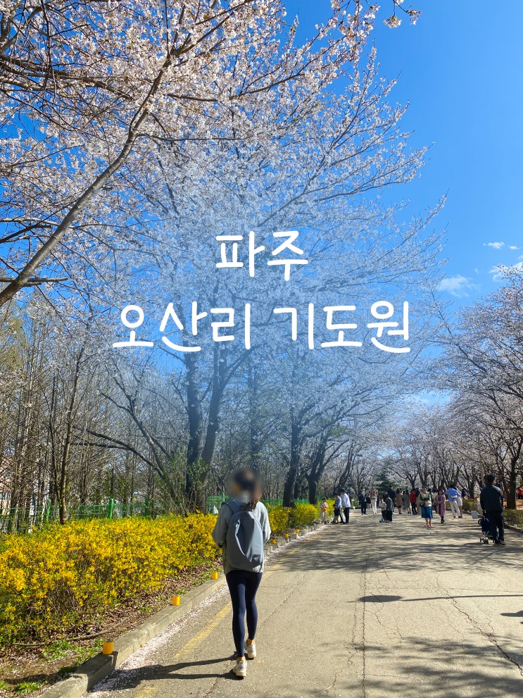 2024 벚꽃여행 리스트 파주 오산리 기도원 벚꽃 개화시기 주차 및 방문 후기 네이버 블로그