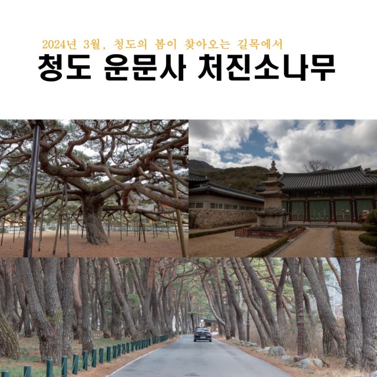 청도 운문사 처진소나무 청도가볼만한곳 네이버 블로그