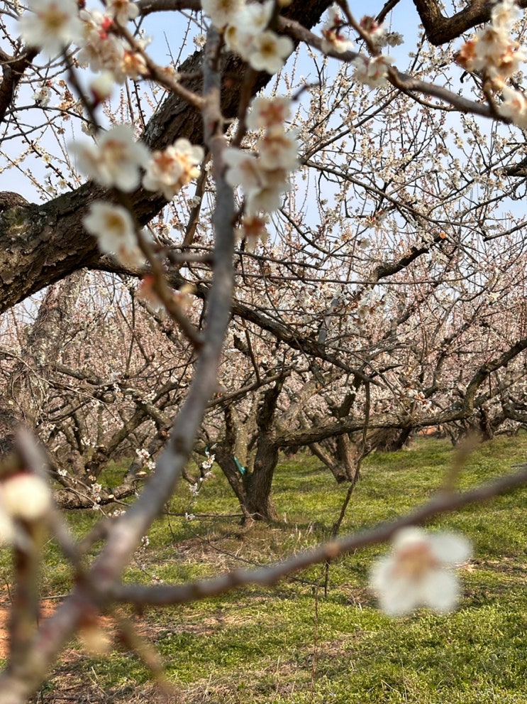전남 해남 매화 명소 - 보해매실농원 실시간 개화 상황 : 네이버 블로그