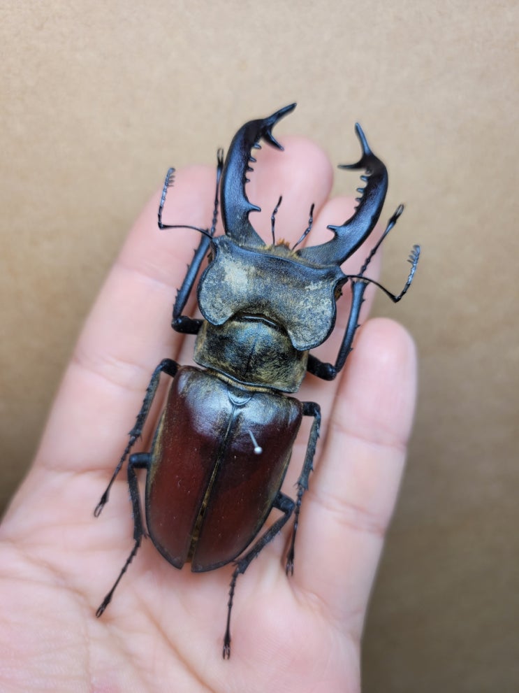 Lucanus dybowskii taiwanus 78mm : 네이버 블로그