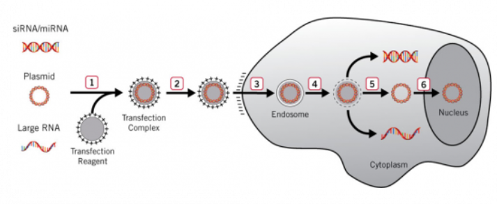 [Cell] Transfection vs Transformation vs Ttransduction vs Conjugation ...