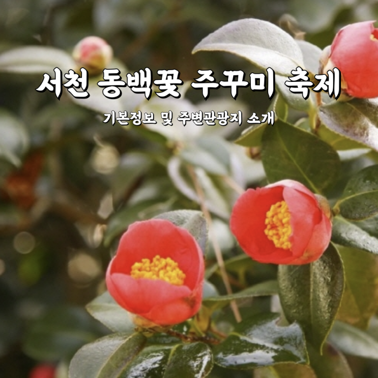 서천 동백꽃 주꾸미 축제 기본정보 및 주변관광지 소개 네이버 블로그