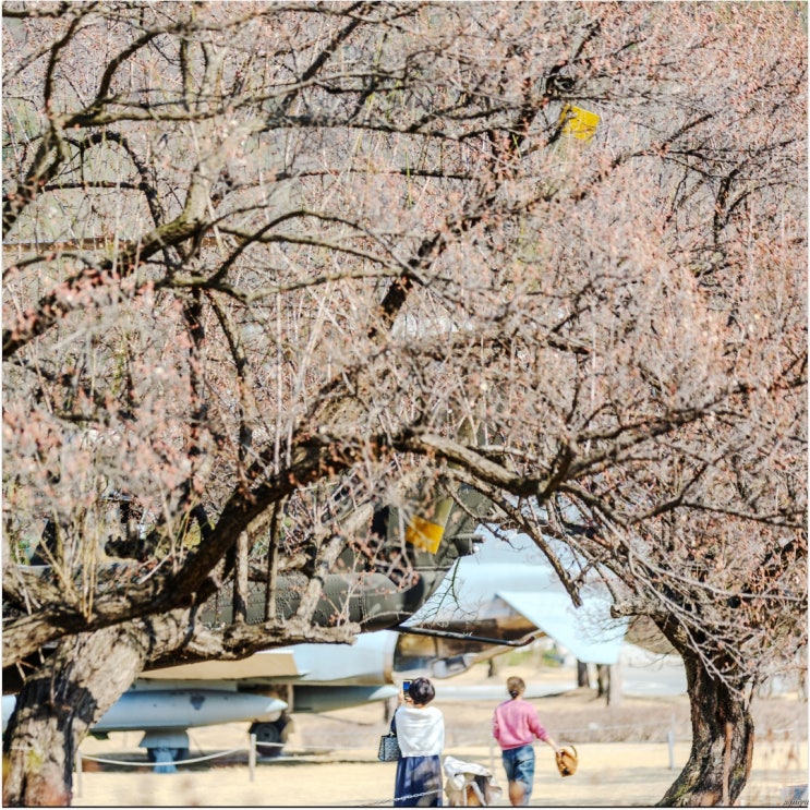 3월 꽃구경 가볼 만한 곳 매화명소 대전여행 국립대전현충원 서해수호 걷기대회 대전 가볼 만한 곳 매화 개화시기 네이버 블로그