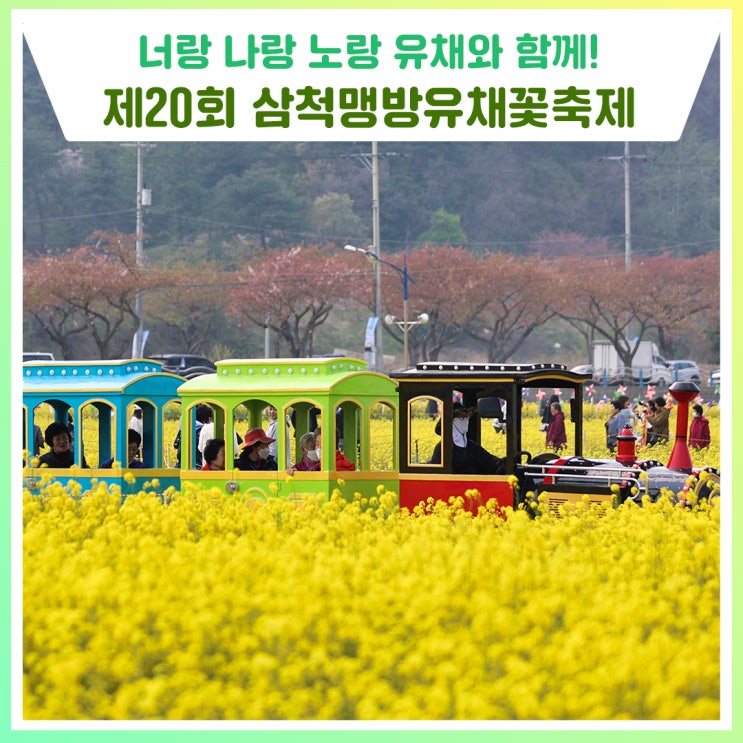 너랑 나랑 노랑 유채와 함께 제20회 삼척맹방유채꽃축제 강원특별자치도 축제 네이버 블로그