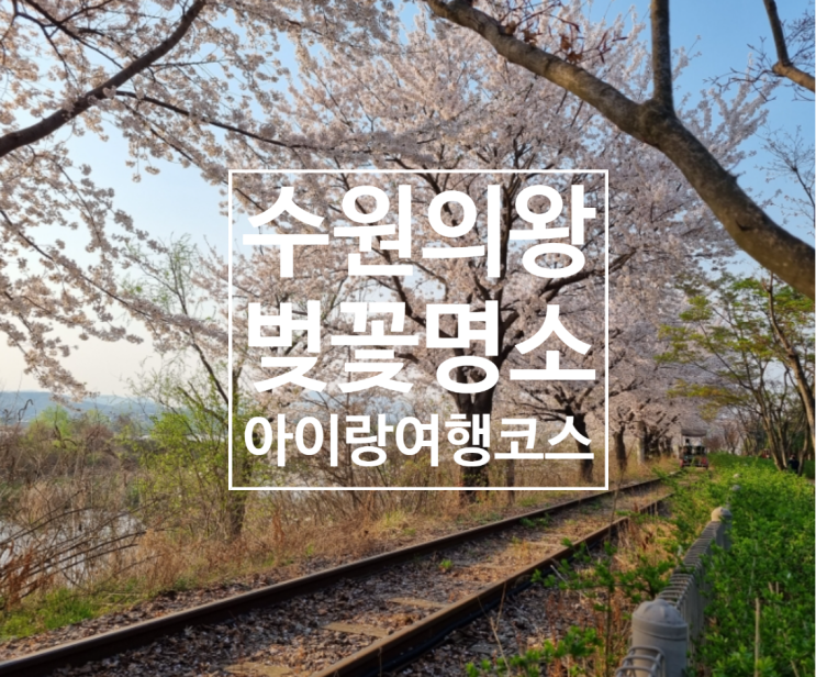 수원 의왕 벚꽃 명소 아이랑 가볼만한 곳 여행코스 추천 2024년 벚꽃개화시기 네이버 블로그