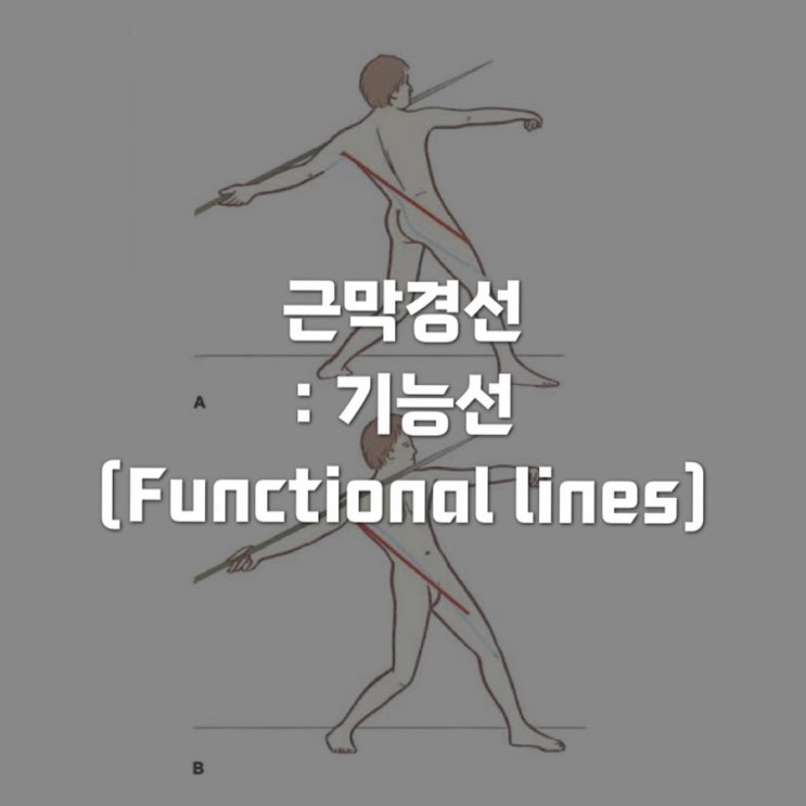 근막경선해부학 : 기능선 (The functional lines) : 네이버 블로그