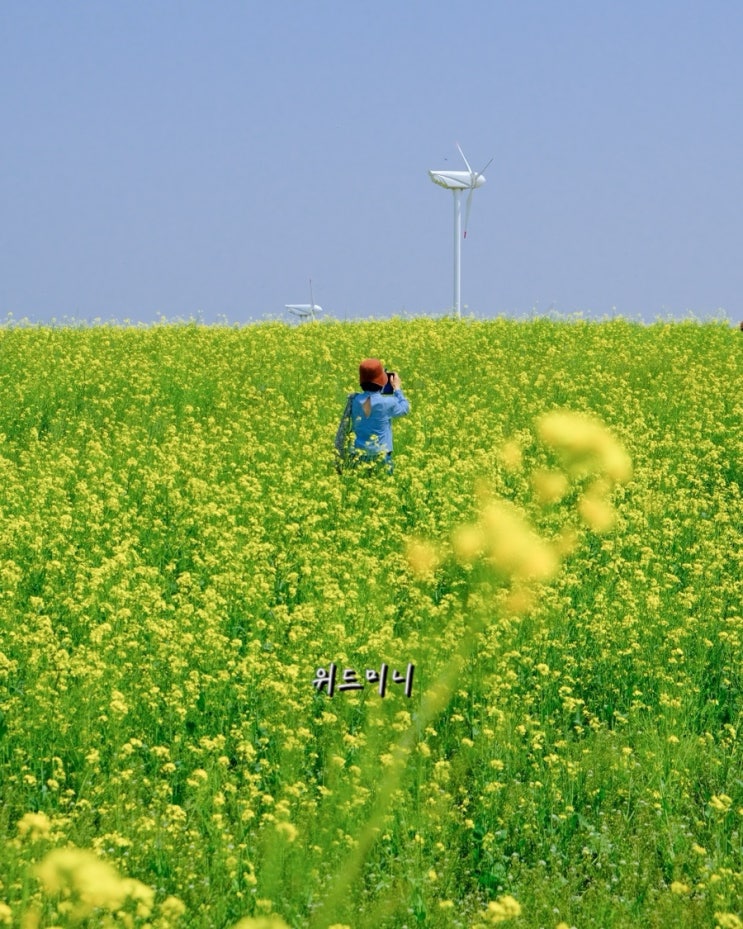 [안성 나들이 장소] 유채꽃 보기 좋은 “농협경제지주 안성팜랜드” (인스타 재질) : 네이버 블로그
