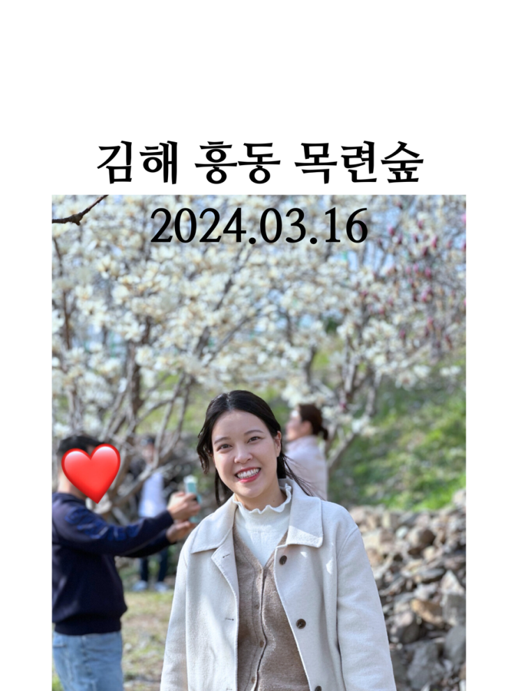경남 3월 꽃구경 가볼만한곳 김해 목련숲24년 3월 16일 개화상황 네이버 블로그