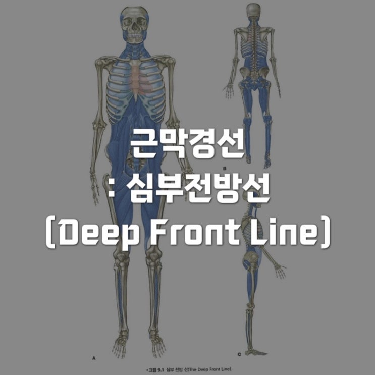 근막경선해부학 : 심부전방선 (Deep Front Line) 1 - 족근골에서 다리 심부 후방 구획까지 : 네이버 블로그