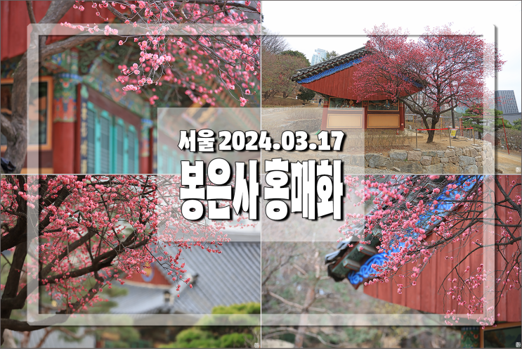 서울 봉은사 홍매화 실시간 개화상황 And 경내산책2024년 03월17일 네이버 블로그
