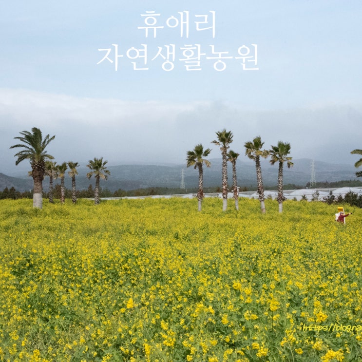 3월 제주도 여행 제주 유채꽃 명소 휴애리 자연생활농원 입장료 외 네이버 블로그