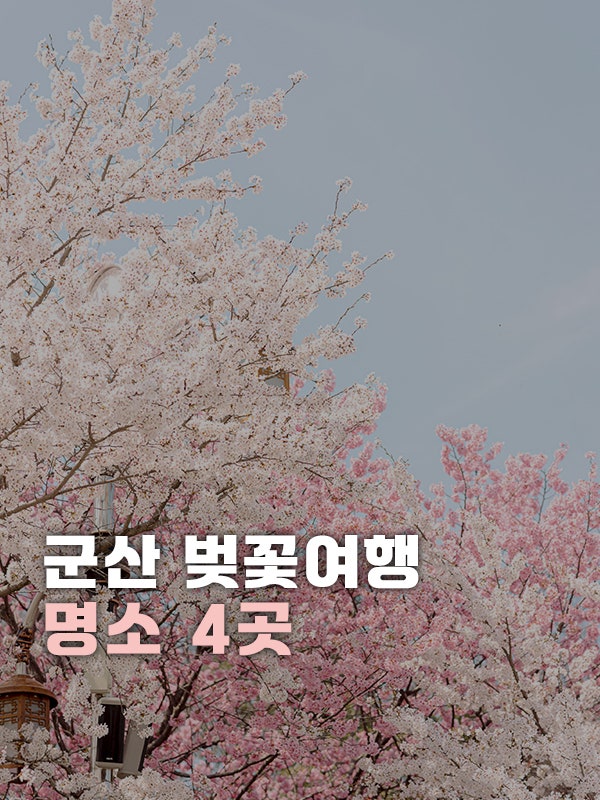 군산 벚꽃축제 2024 여행 군산 벚꽃 명소 개화시기 만개시기 은파호수공원 월명체육관 소룡동시민공원 네이버 블로그
