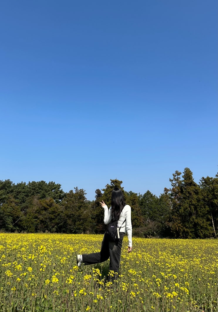 뚜벅이의 2박3일 제주2일차 3월 중순 제주도 유채꽃🌼 모들한상 테라도스 항몽유적지 협재해수욕장 도민상회