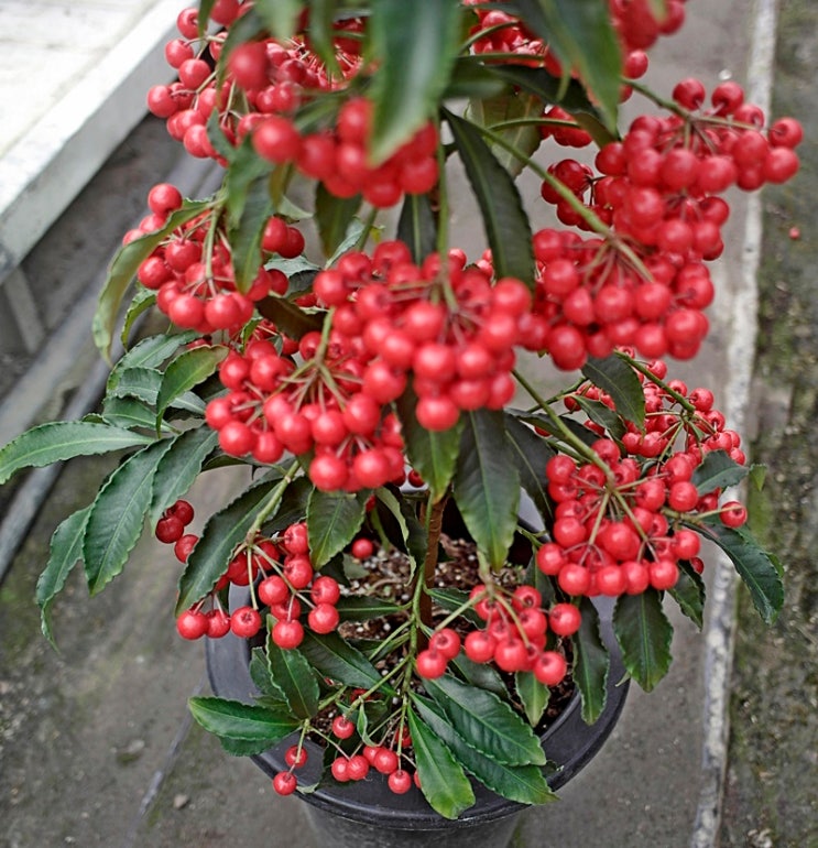 부와 재물의 상징 백량금 키우기, 물주기 꿀팁 (만냥금, 꽃말) : 네이버 블로그