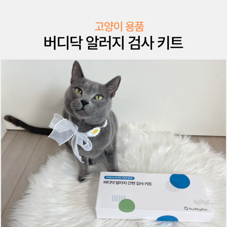 고양이 강아지알러지검사 버디닥 알러지 간편 검사 키트 사용 후기 네이버 블로그