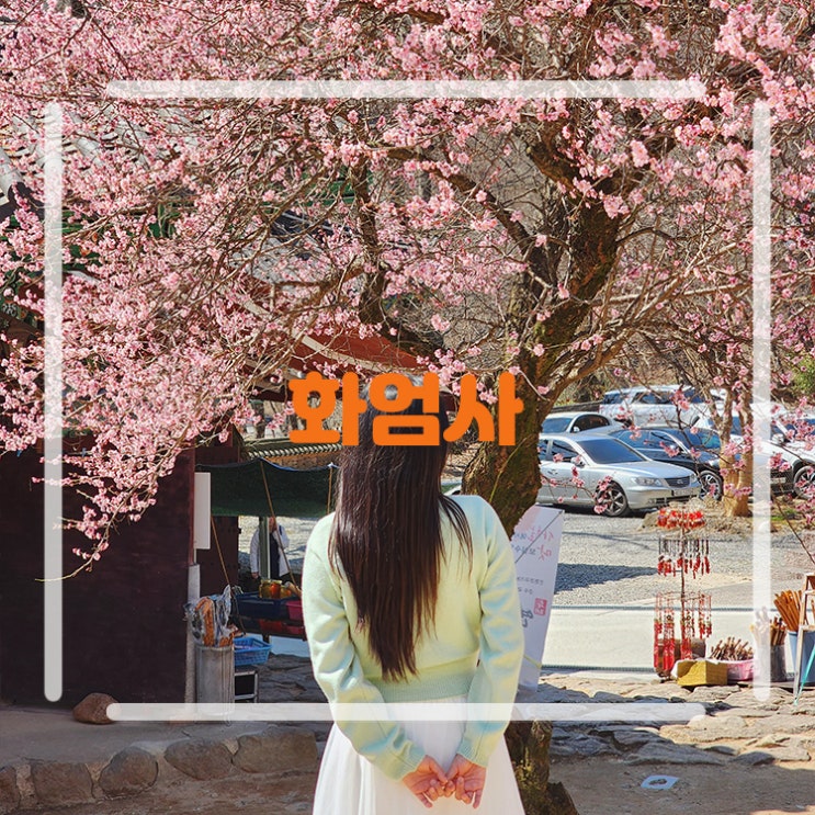 전남 구례 화엄사 가볼만한곳 홍매화 매화 지리산 여행 벚꽃 개화시기 네이버 블로그