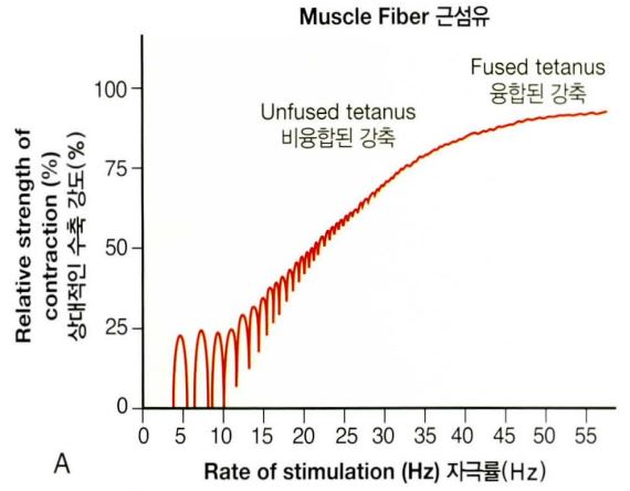 신경과 근육, 운동단위(motor unit)의 동원(recruiment)과 비율부호화(rate coding) : 네이버 블로그